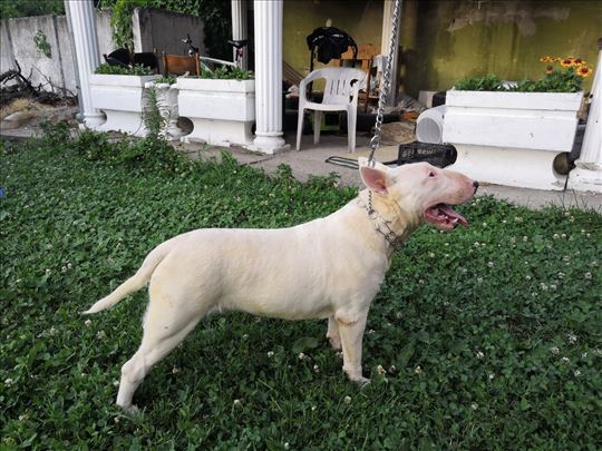 Oglasi za pse Bul terijer | Halo oglasi