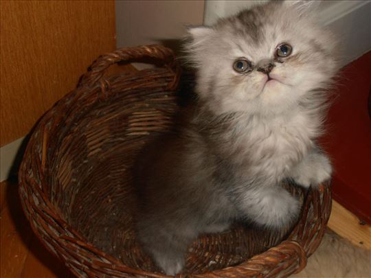 Oglasi za mačke Persijska mačka | Halo oglasi