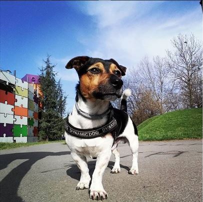 Oglasi za pse Džek Rasel terijer | Halo oglasi