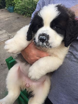 Oglasi za pse Bernardinac | Halo oglasi