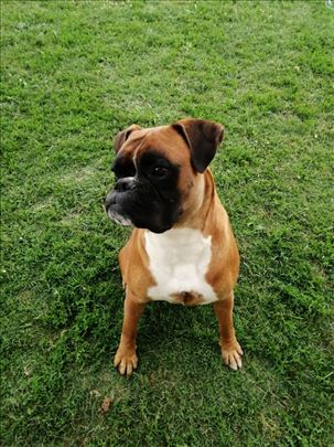 Oglasi za pse Nemački bokser | Halo oglasi