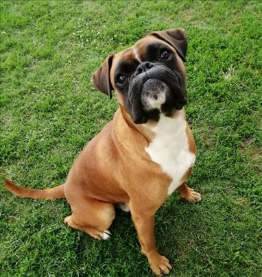 Oglasi za pse Nemački bokser | Halo oglasi