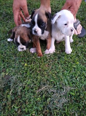 Oglasi za pse Nemački bokser | Halo oglasi