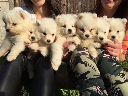 Oglasi za pse Samojed | Halo oglasi