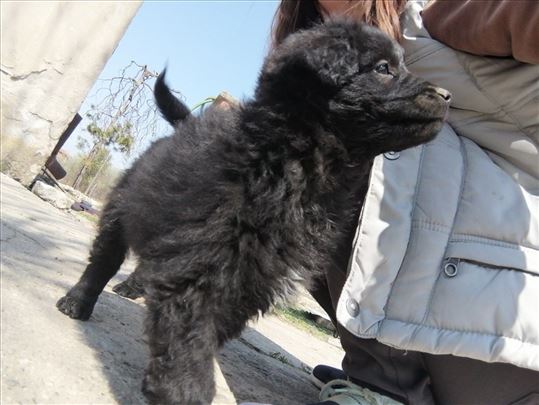 Oglasi za pse Vojvođanski pulin | Halo oglasi