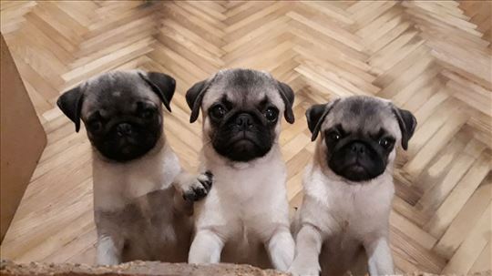 Oglasi za pse Mops | Halo oglasi