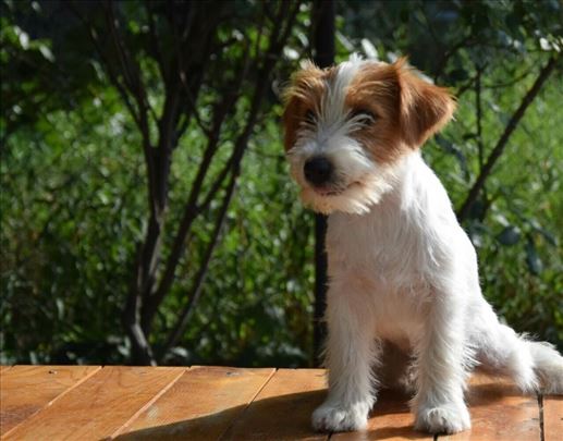 Oglasi za pse Džek Rasel terijer | Halo oglasi