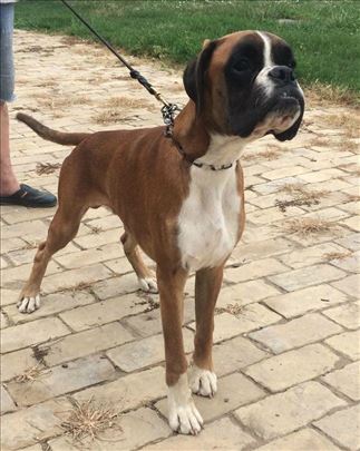 Oglasi za pse Nemački bokser | Halo oglasi