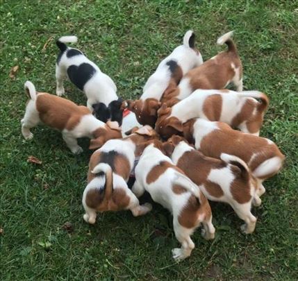 Oglasi za pse Džek Rasel terijer | Halo oglasi