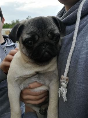 Oglasi za pse Mops | Halo oglasi