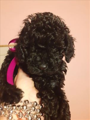 Oglasi za pse Pudla | Halo oglasi