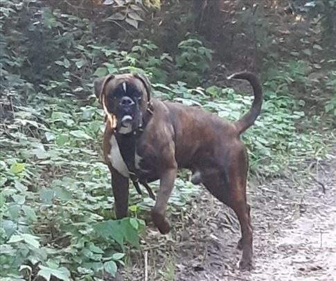 Oglasi za pse Nemački bokser | Halo oglasi