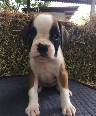 Oglasi za pse Nemački bokser | Halo oglasi