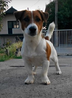 Oglasi za pse Džek Rasel terijer | Halo oglasi