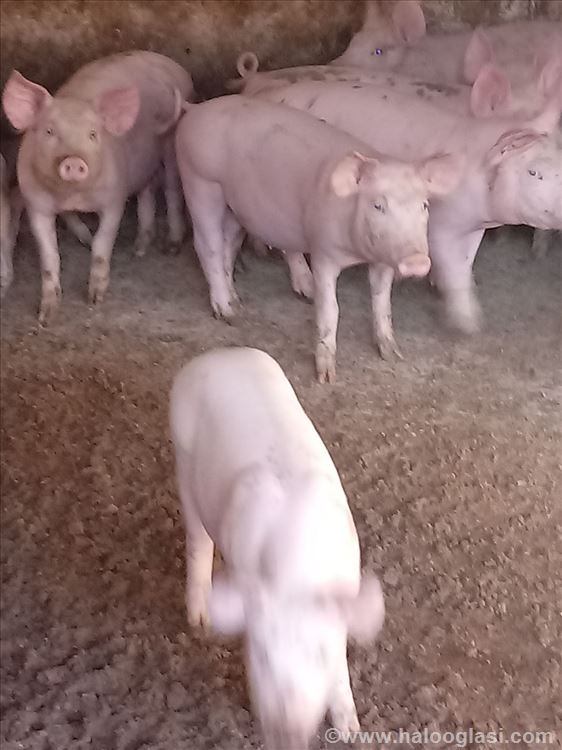 Na prodaju mali prasići | Halo Oglasi