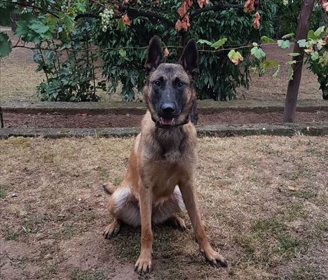 Oglasi za pse Malinoa, Belgijski ovčar | Halo oglasi