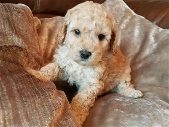 Oglasi za pse Pudla | Halo oglasi