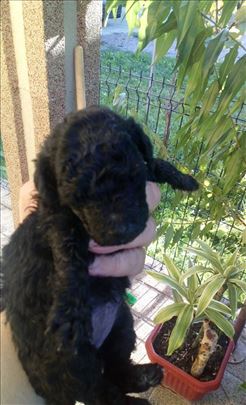 Oglasi za pse Pudla | Halo oglasi