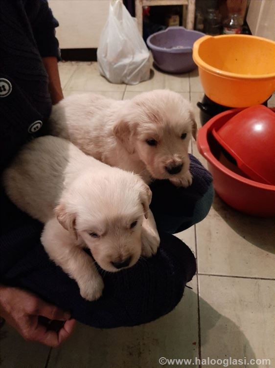 Zlatni retriver, štene | Halo Oglasi