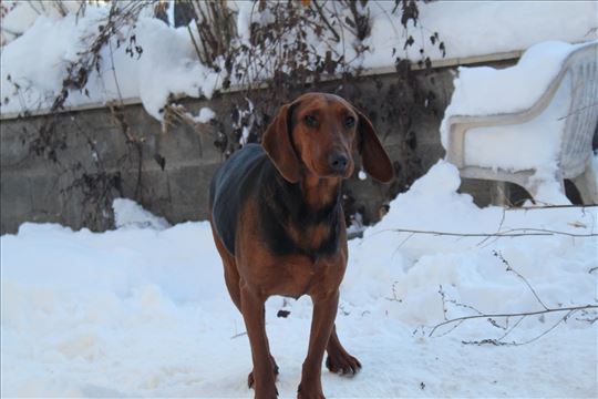 Oglasi za pse Srpski gonič | Halo oglasi