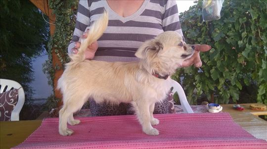 Oglasi za pse Čivava | Halo oglasi