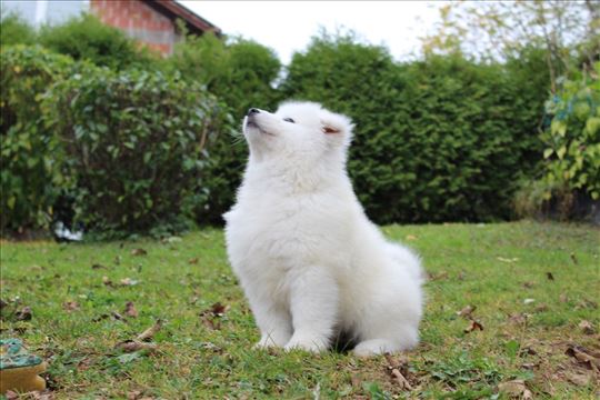 Oglasi za pse Samojed | Halo oglasi