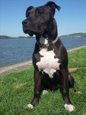 Oglasi za pse Pit bul terijer | Halo oglasi