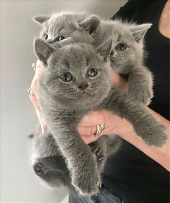 Oglasi za mačke Britanska kratkodlaka mačka | Halo oglasi