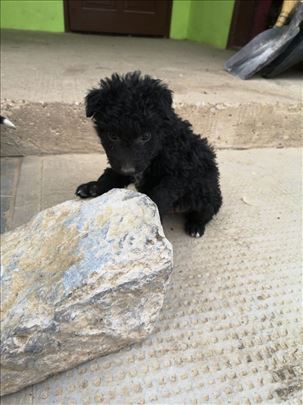 Oglasi za pse Vojvođanski pulin | Halo oglasi