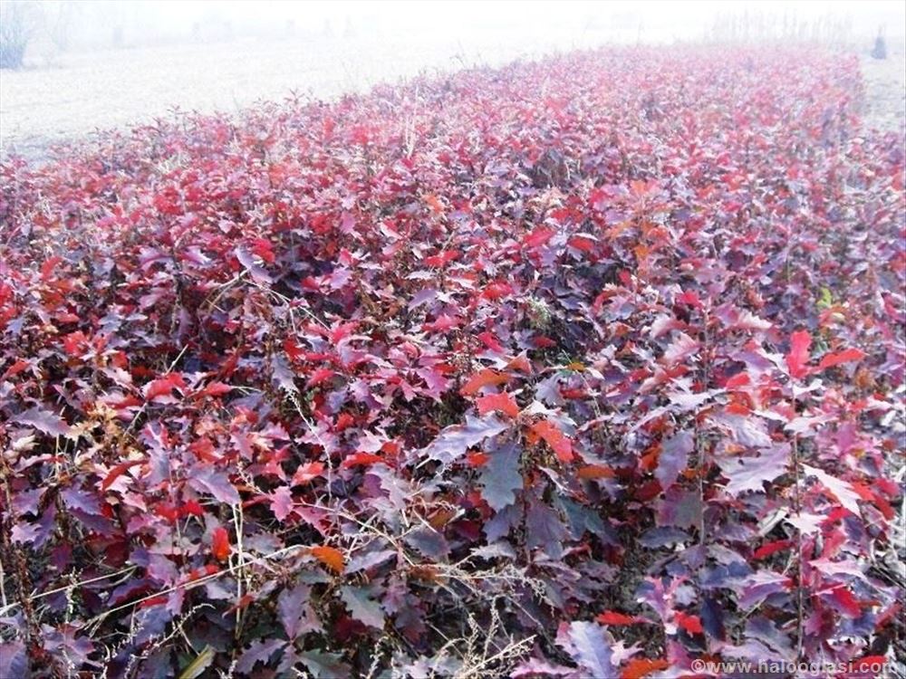 Sadnice crvenog hrasta | Halo Oglasi