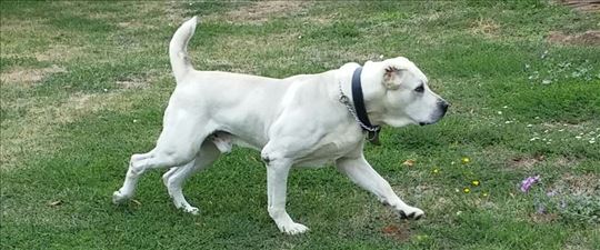 Oglasi za pse Srednjeazijski ovčar | Halo oglasi