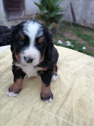 Oglasi za pse Bernski planinski pas | Halo oglasi