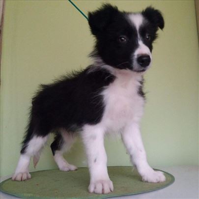 Oglasi za pse Border koli | Halo oglasi