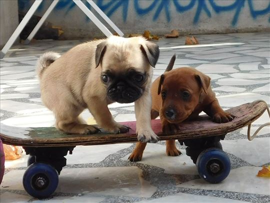 Prodaja pasa i psi na poklon Mops | Halo oglasi