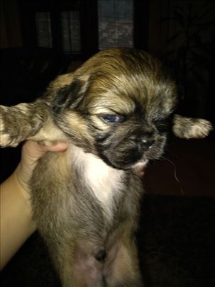 Oglasi za pse Pekinezer | Halo oglasi