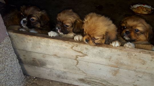 Oglasi za pse Pekinezer | Halo oglasi