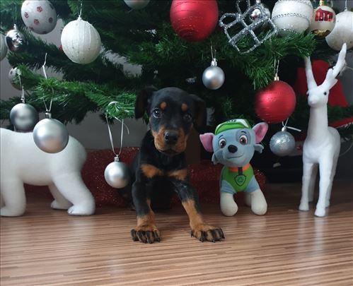 Oglasi za pse Doberman | Halo oglasi