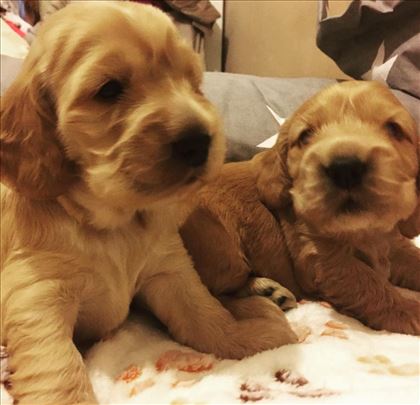 Oglasi za pse Engleski koker španijel | Halo oglasi