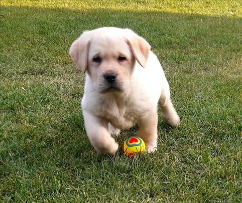 Oglasi za pse Labrador retriver | Halo oglasi