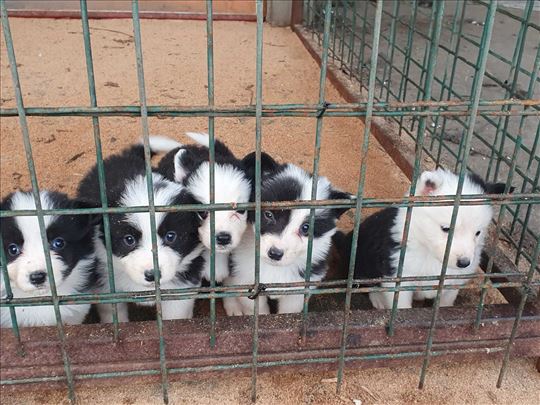 Oglasi za pse Border koli | Halo oglasi