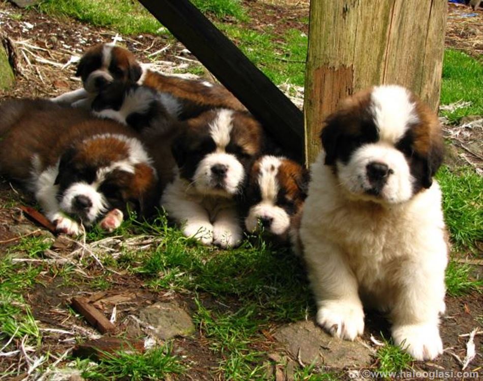 Bernardinci, stenad na prodaju | Halo Oglasi