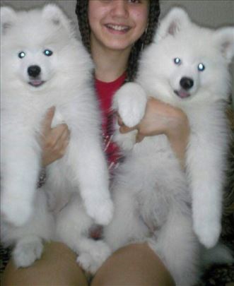 Oglasi za pse Samojed | Halo oglasi