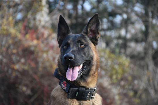 Oglasi za pse Malinoa, Belgijski ovčar | Halo oglasi