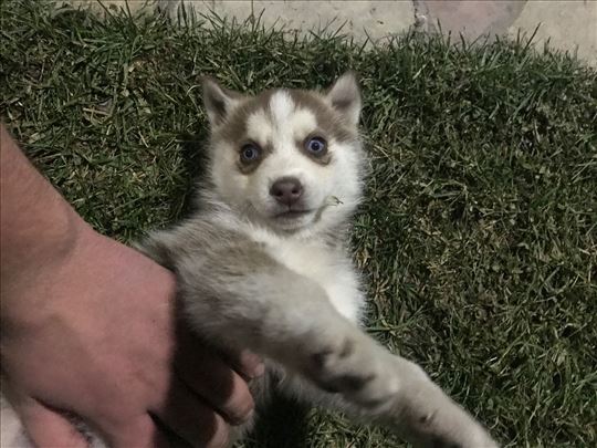 Oglasi za pse Sibirski haski | Halo oglasi