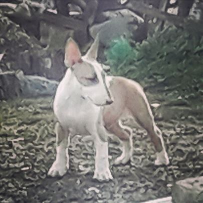 Oglasi za pse Bul terijer | Halo oglasi