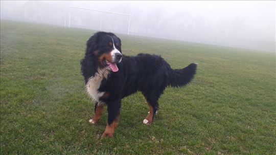 Oglasi za pse Bernski planinski pas | Halo oglasi