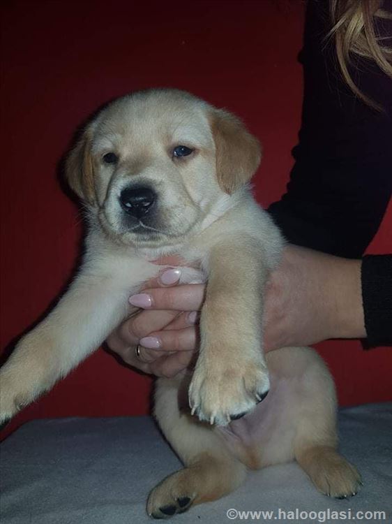 Labrador retriver, štene | Halo Oglasi