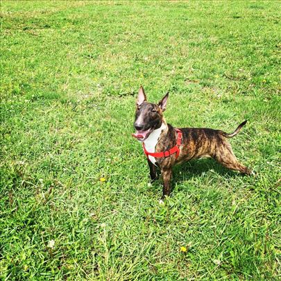 Oglasi za pse Bul terijer | Halo oglasi