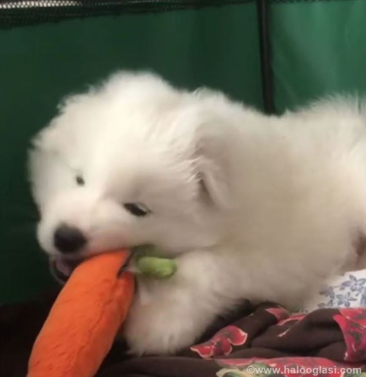 Samojed, najlepše bebe | Halo Oglasi