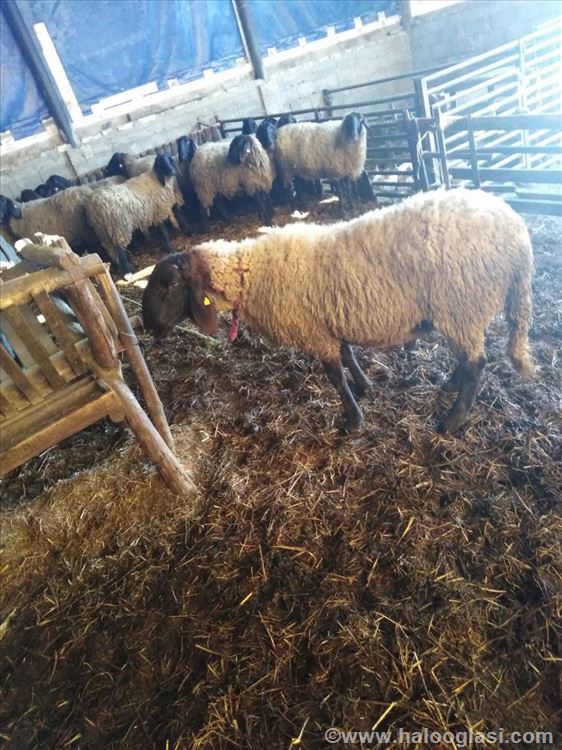 Ovan cigaja | Halo Oglasi